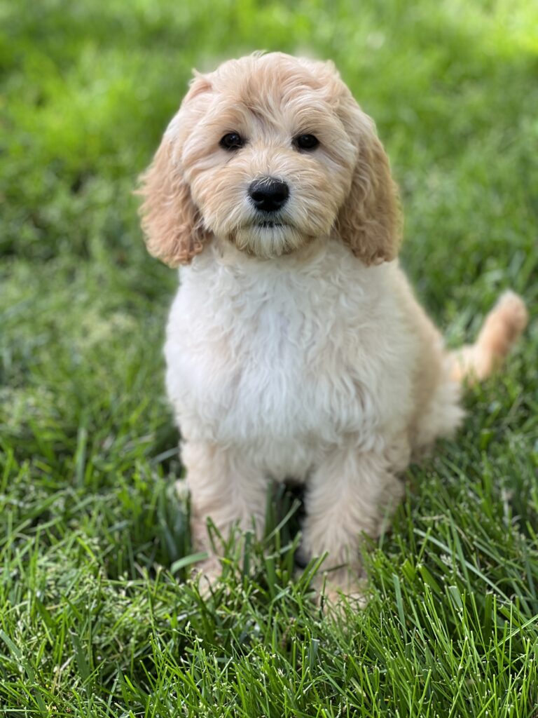 Australian Labradoodle Puppies For Adoption | Matthews, NC