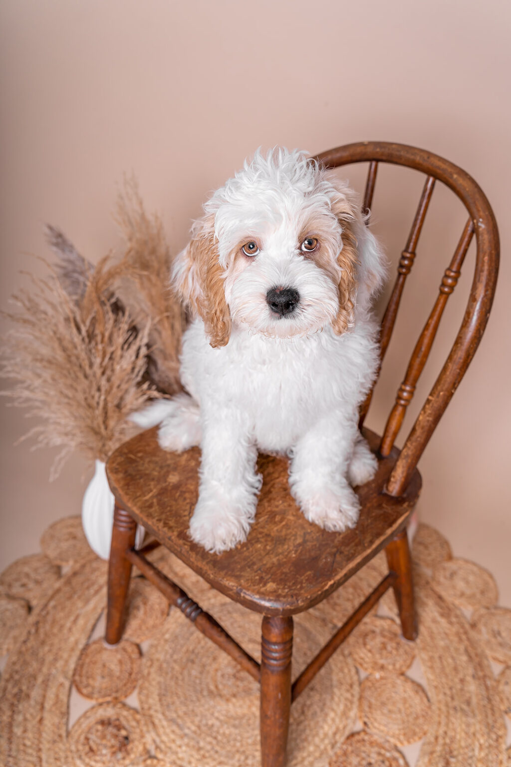Australian Labradoodle Puppies For Adoption | Matthews, NC