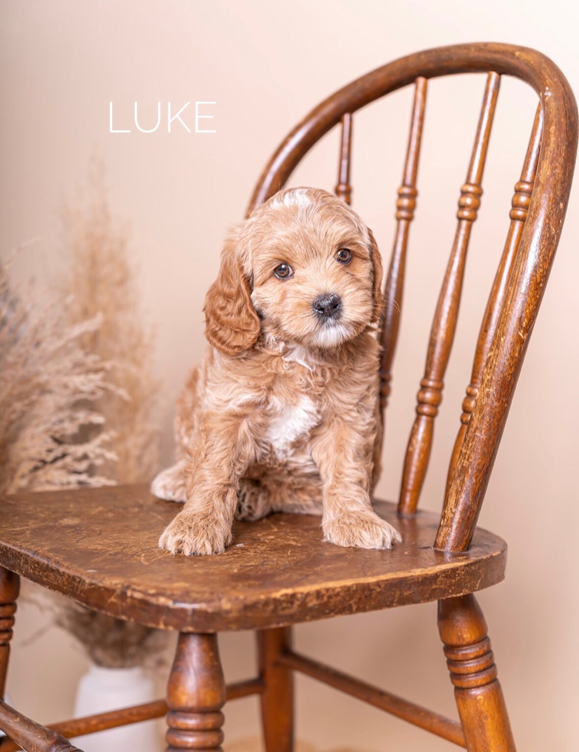Australian Labradoodle Puppies For Adoption | Matthews, NC