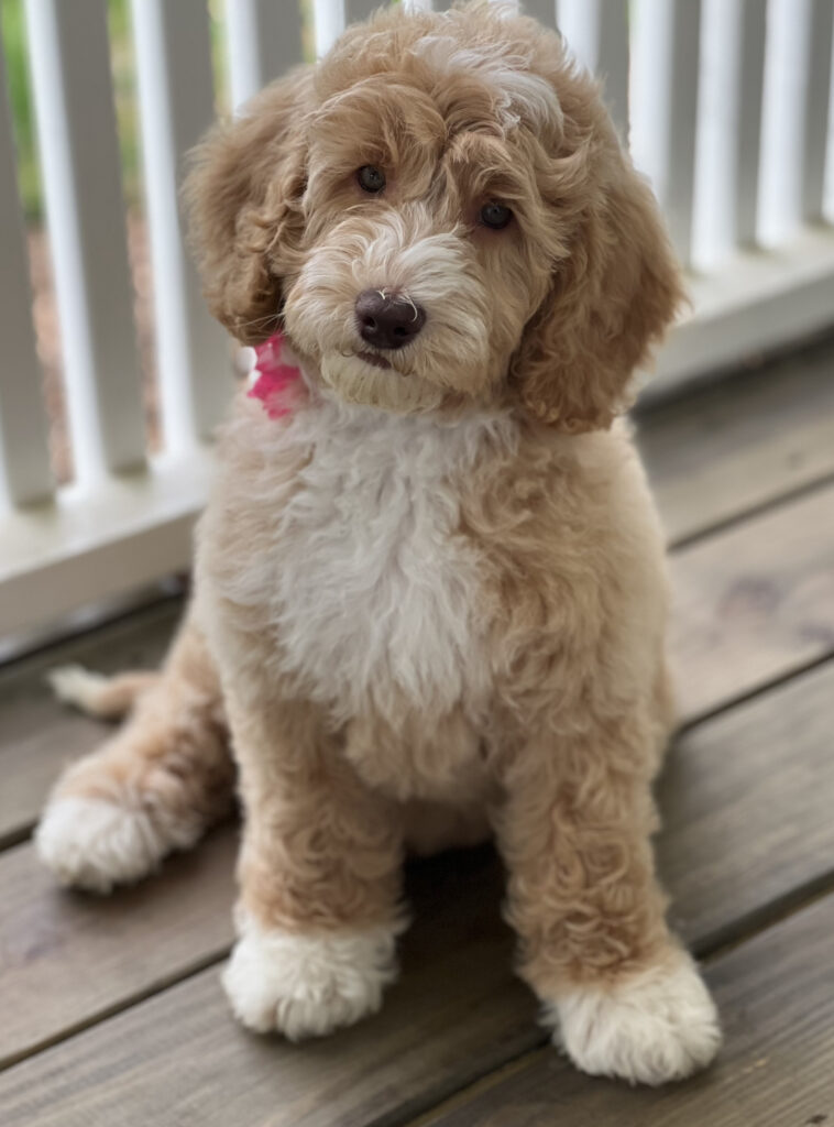 Australian Labradoodle Puppies For Adoption | Matthews, NC