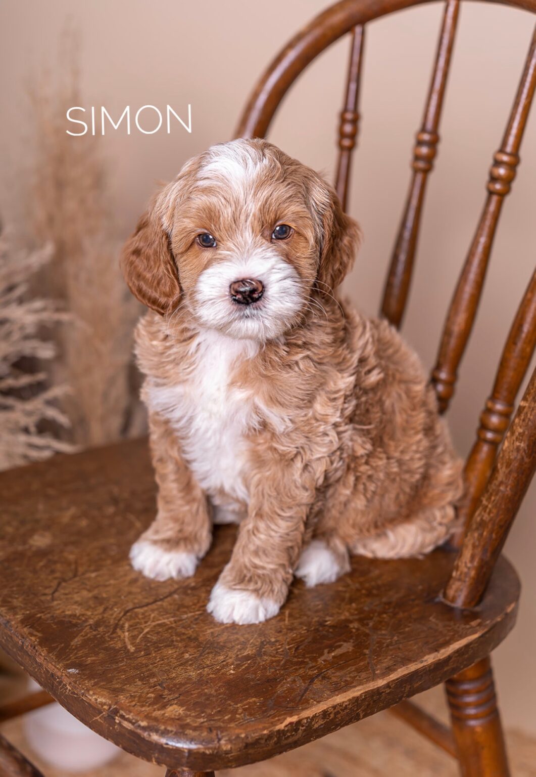 Australian Labradoodle Puppies For Adoption | Matthews, NC