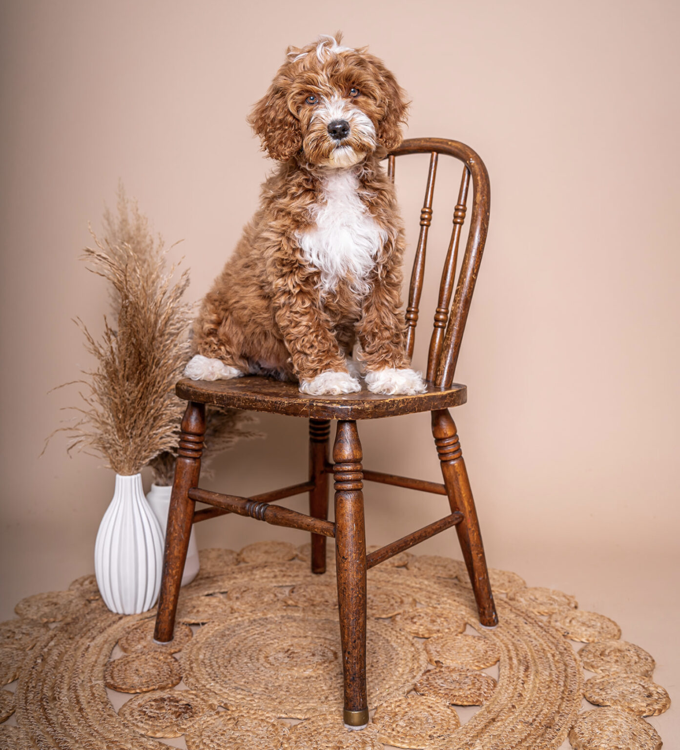 Australian Labradoodle Puppies For Adoption | Matthews, NC