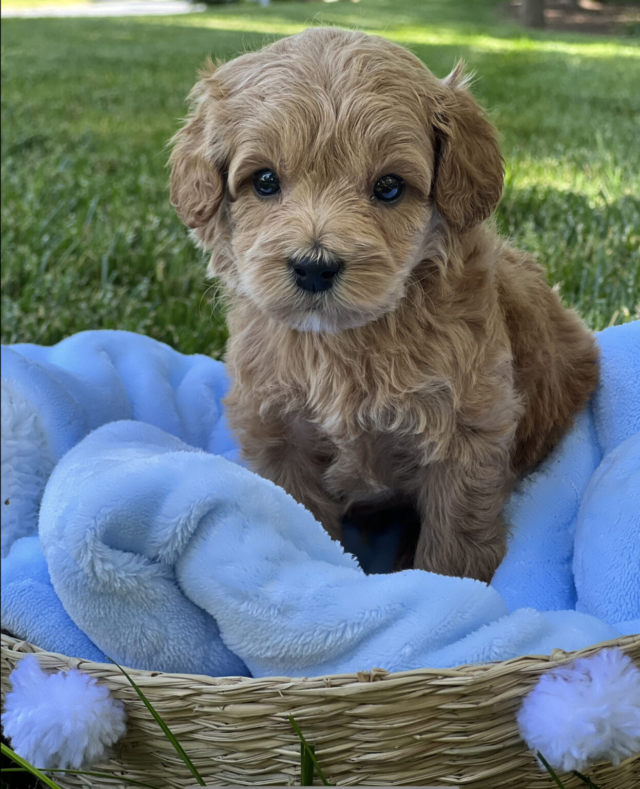 Australian Labradoodle Puppies For Adoption | Matthews, NC
