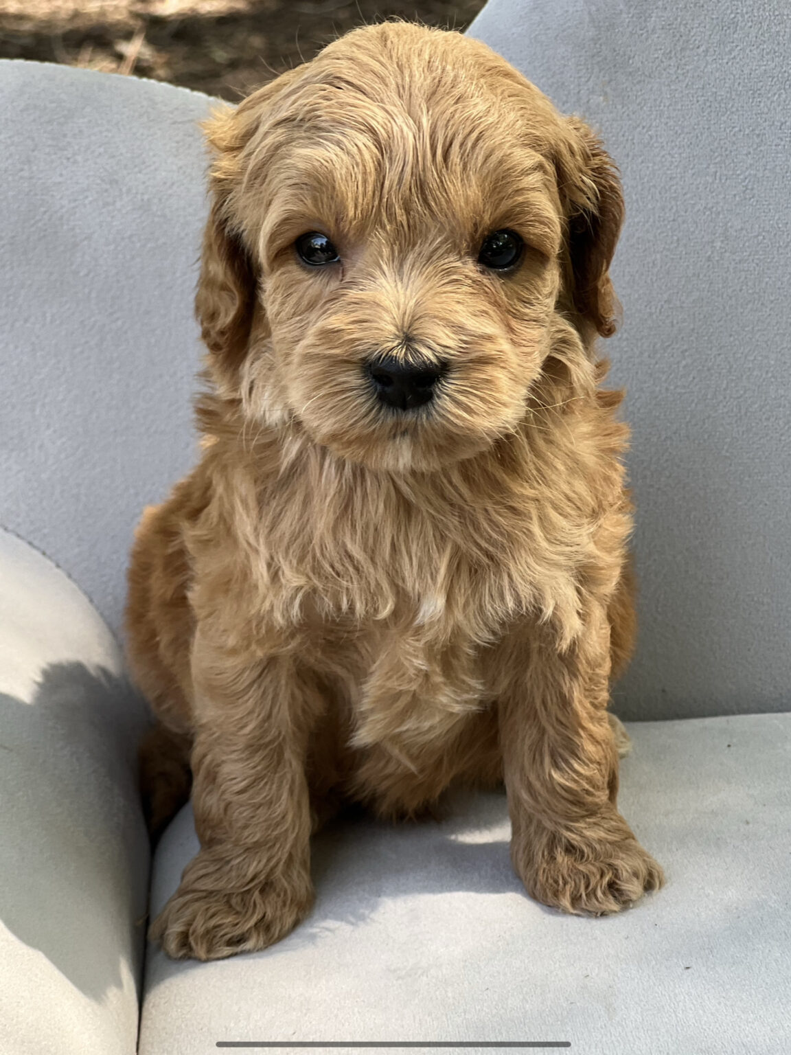 Australian Labradoodle Puppies For Adoption | Matthews, NC