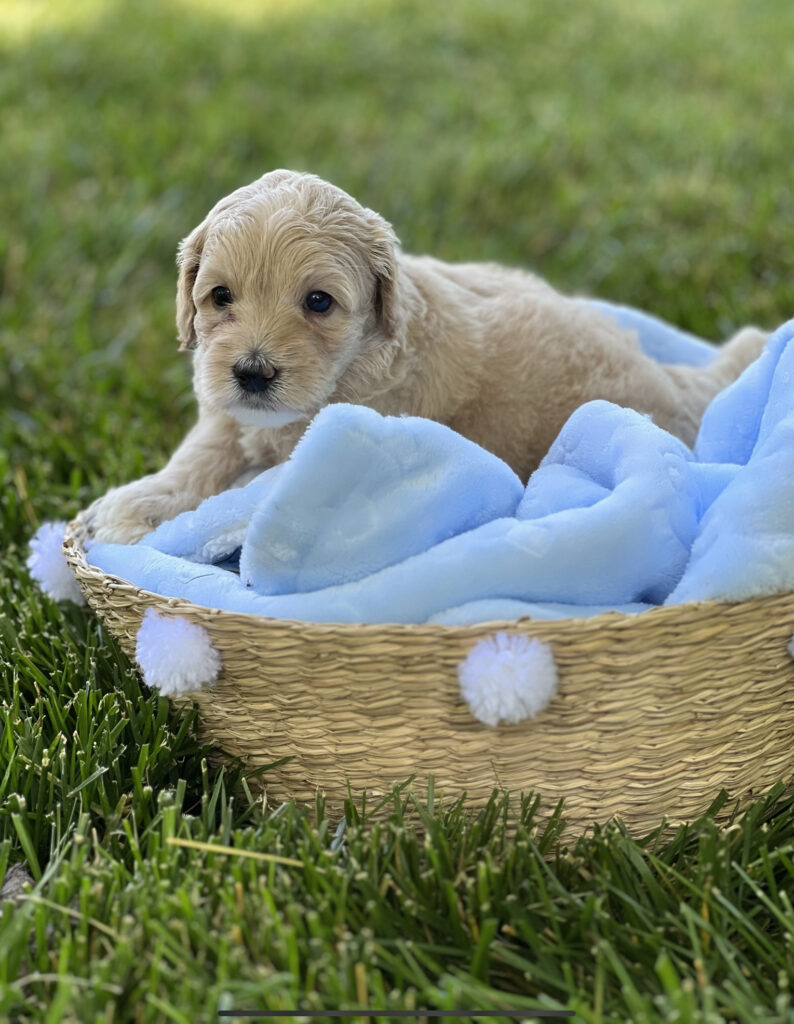 Australian Labradoodle Puppies For Adoption | Matthews, NC