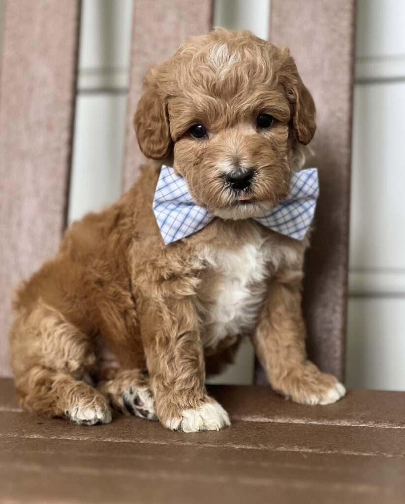 Australian Labradoodle Puppies For Adoption | Matthews, NC