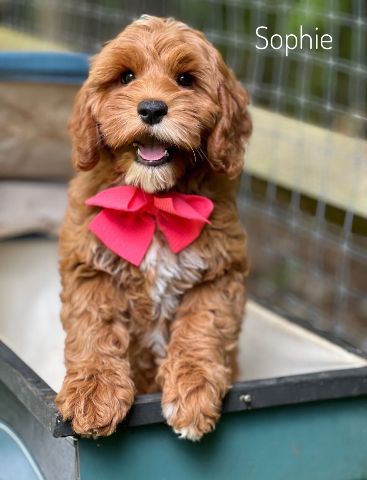Australian Labradoodle Puppies For Adoption | Matthews, NC