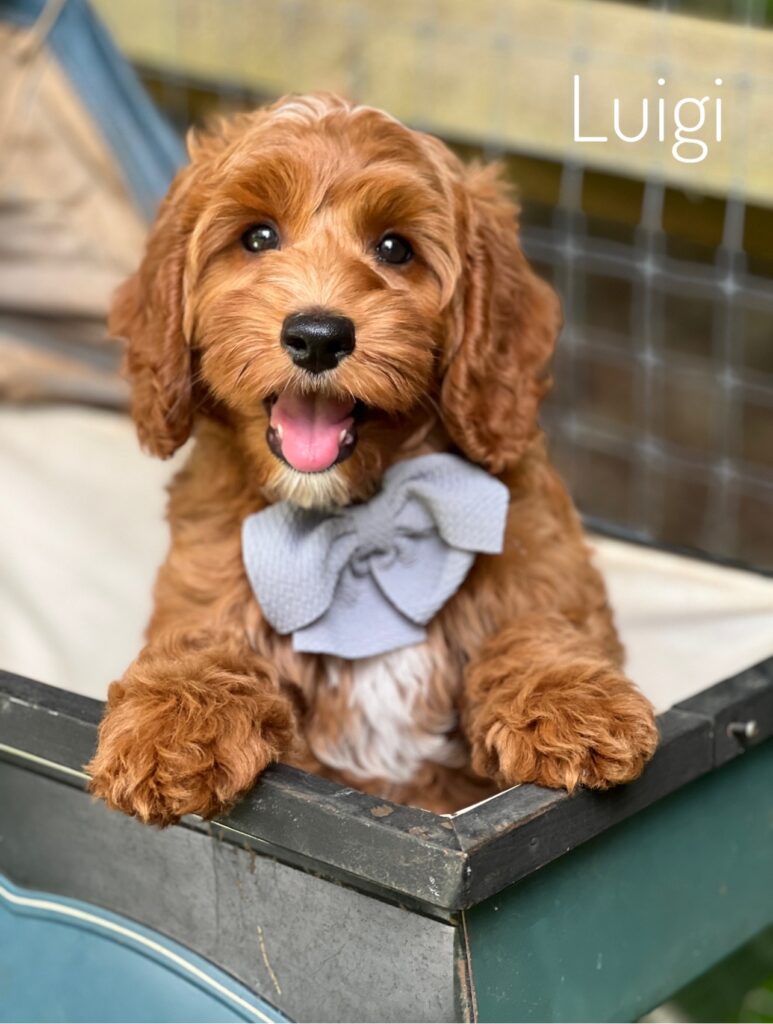 Australian Labradoodle Puppies For Adoption | Matthews, NC