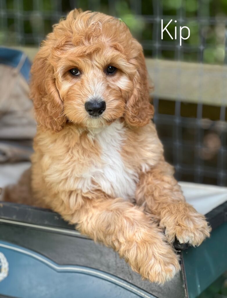 Australian Labradoodle Puppies For Adoption | Matthews, NC