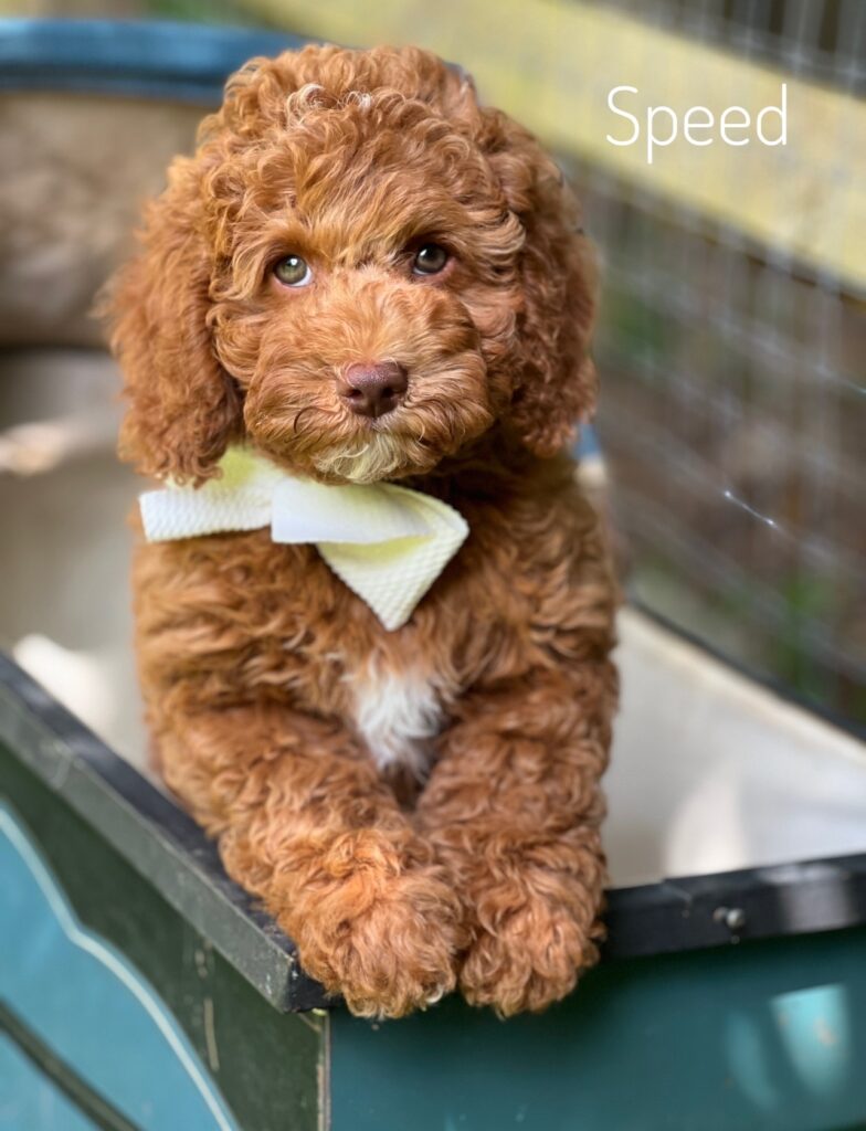 Australian Labradoodle Puppies For Adoption | Matthews, NC