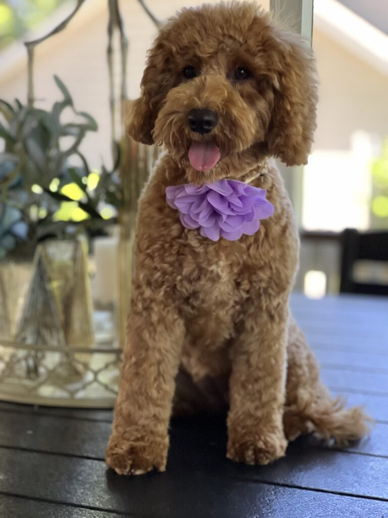 Australian Labradoodle Puppies For Adoption | Matthews, NC