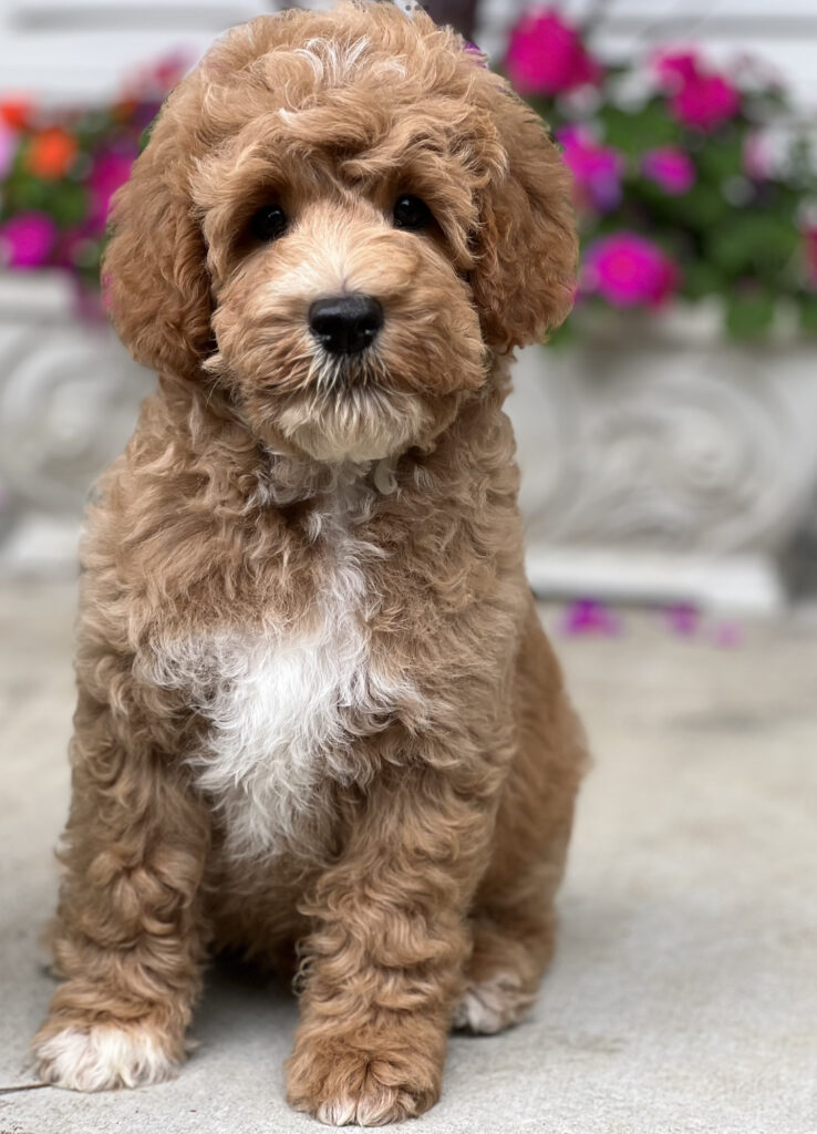 Australian Labradoodle Puppies For Adoption | Matthews, NC