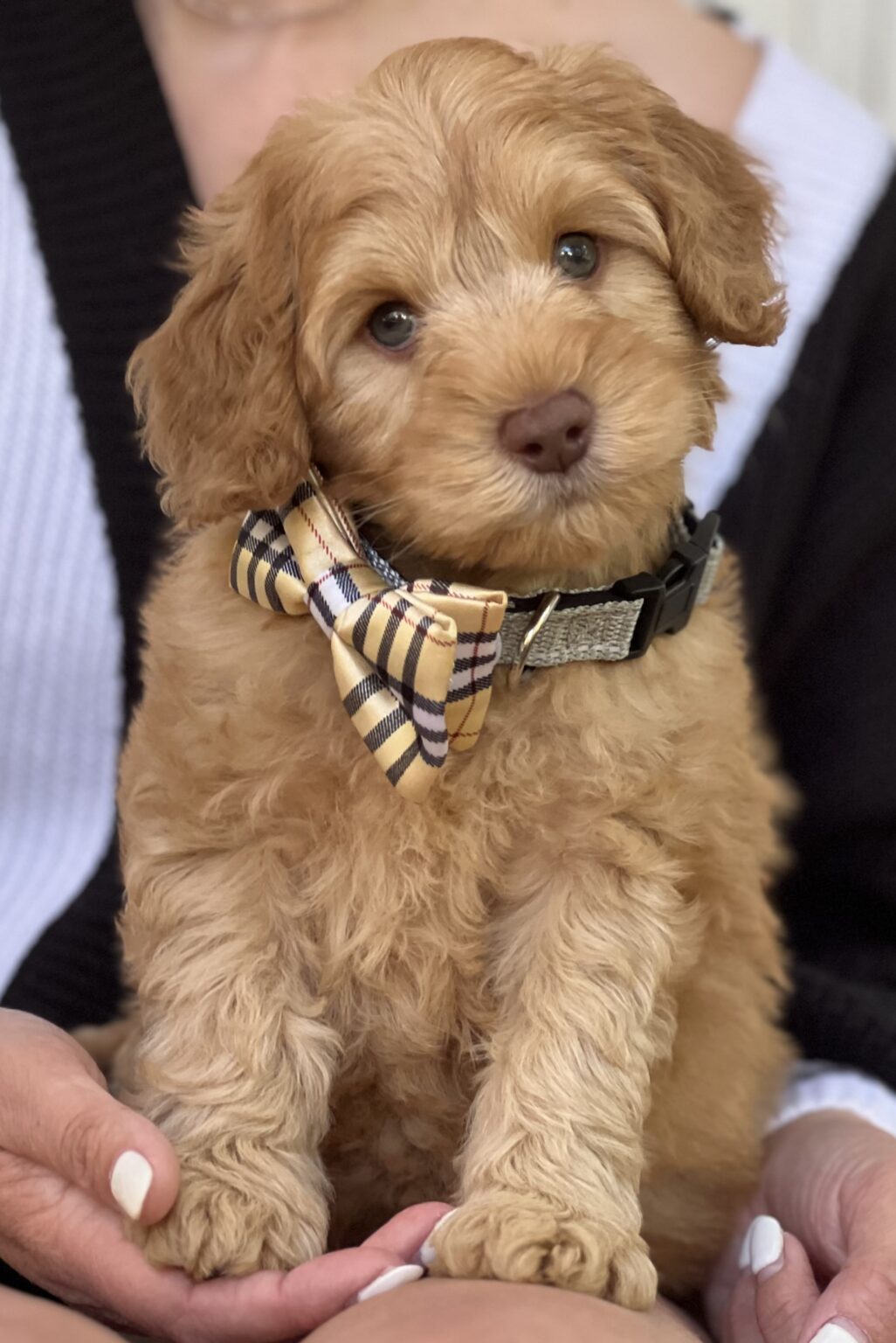 Australian Labradoodle Puppies For Adoption | Matthews, NC