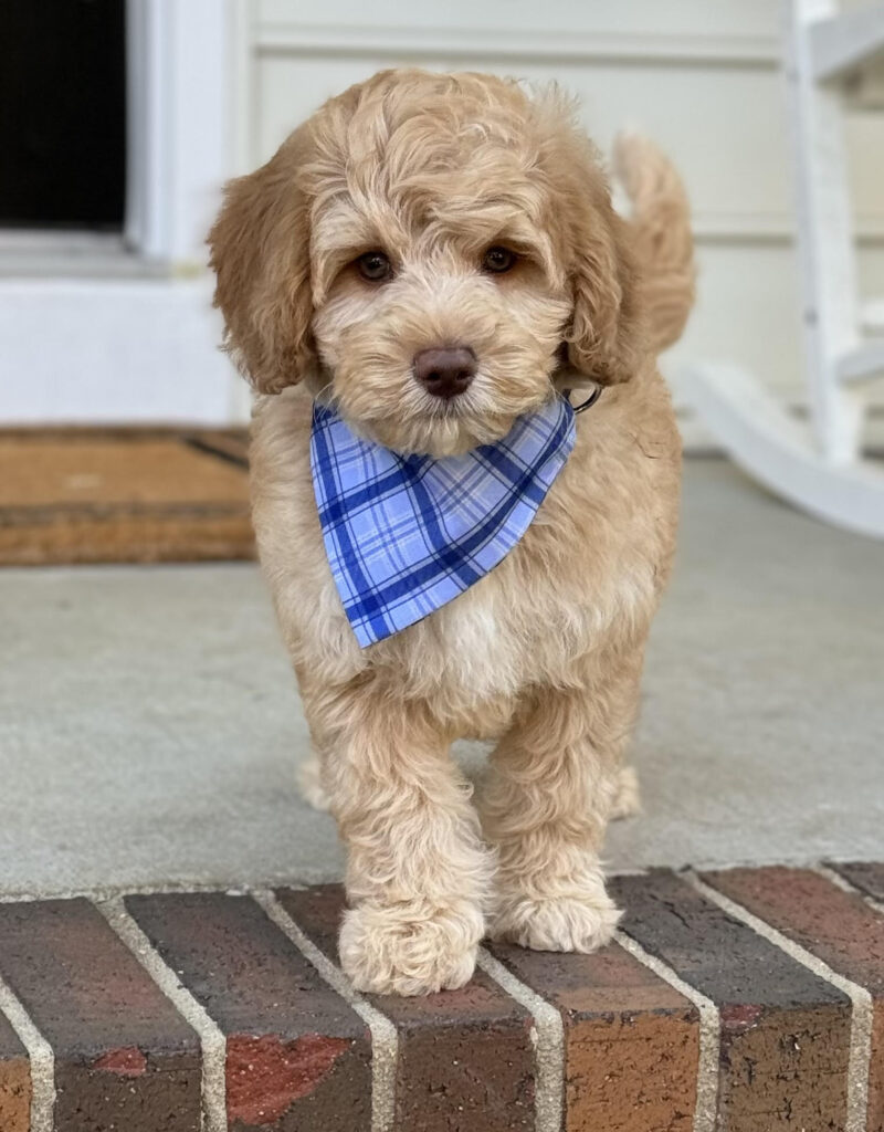 Australian Labradoodle Puppies For Adoption | Matthews, NC