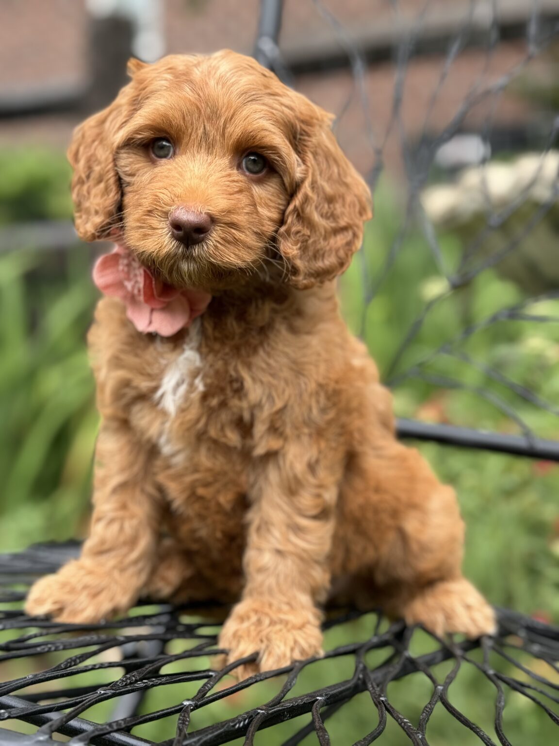 Australian Labradoodle Puppies For Adoption | Matthews, NC