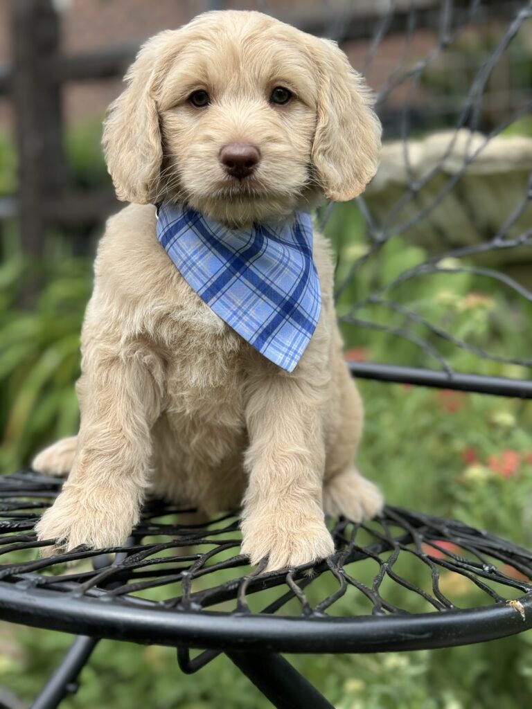 Australian Labradoodle Puppies For Adoption | Matthews, NC