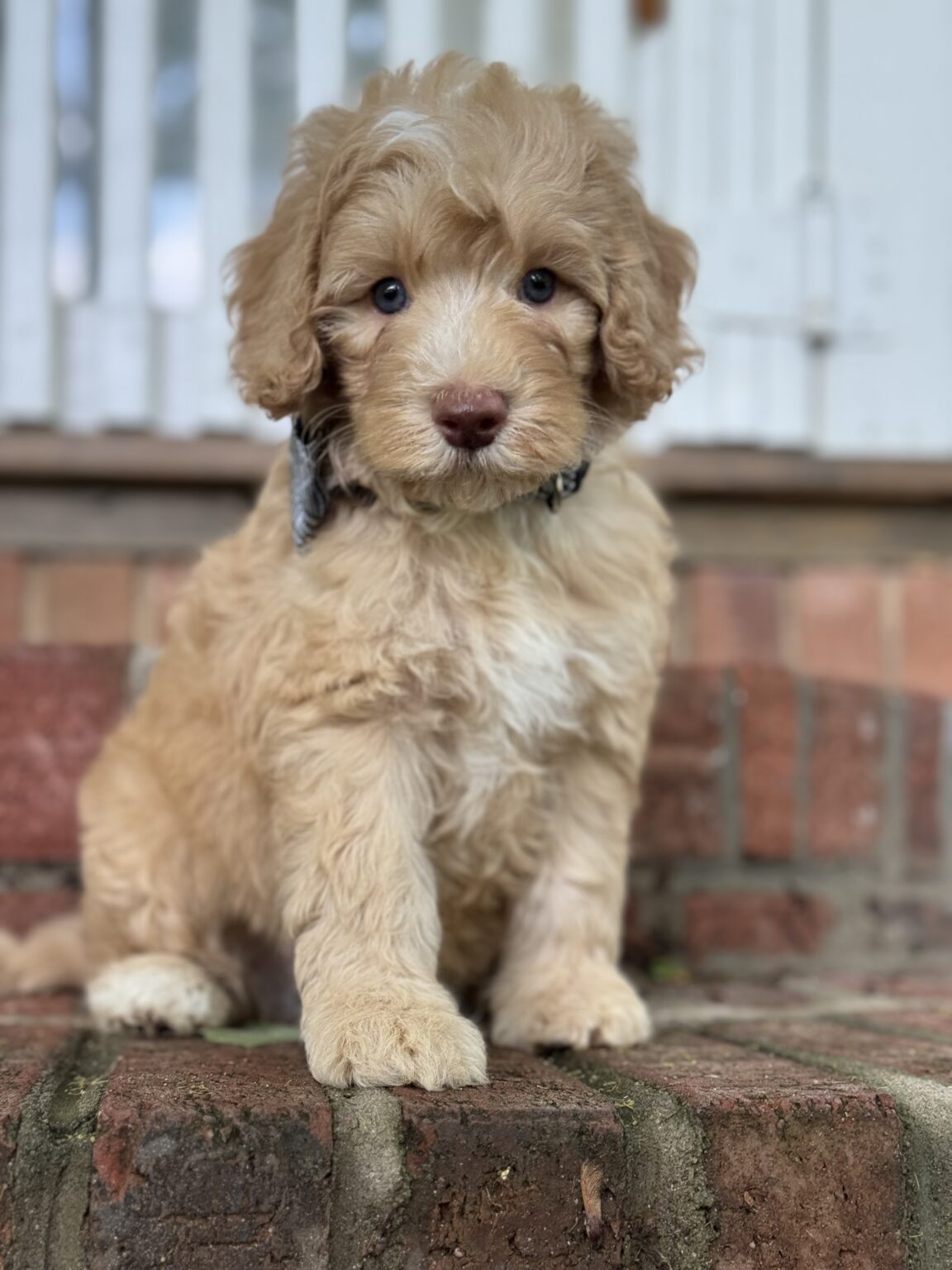 Australian Labradoodle Puppies For Adoption | Matthews, NC