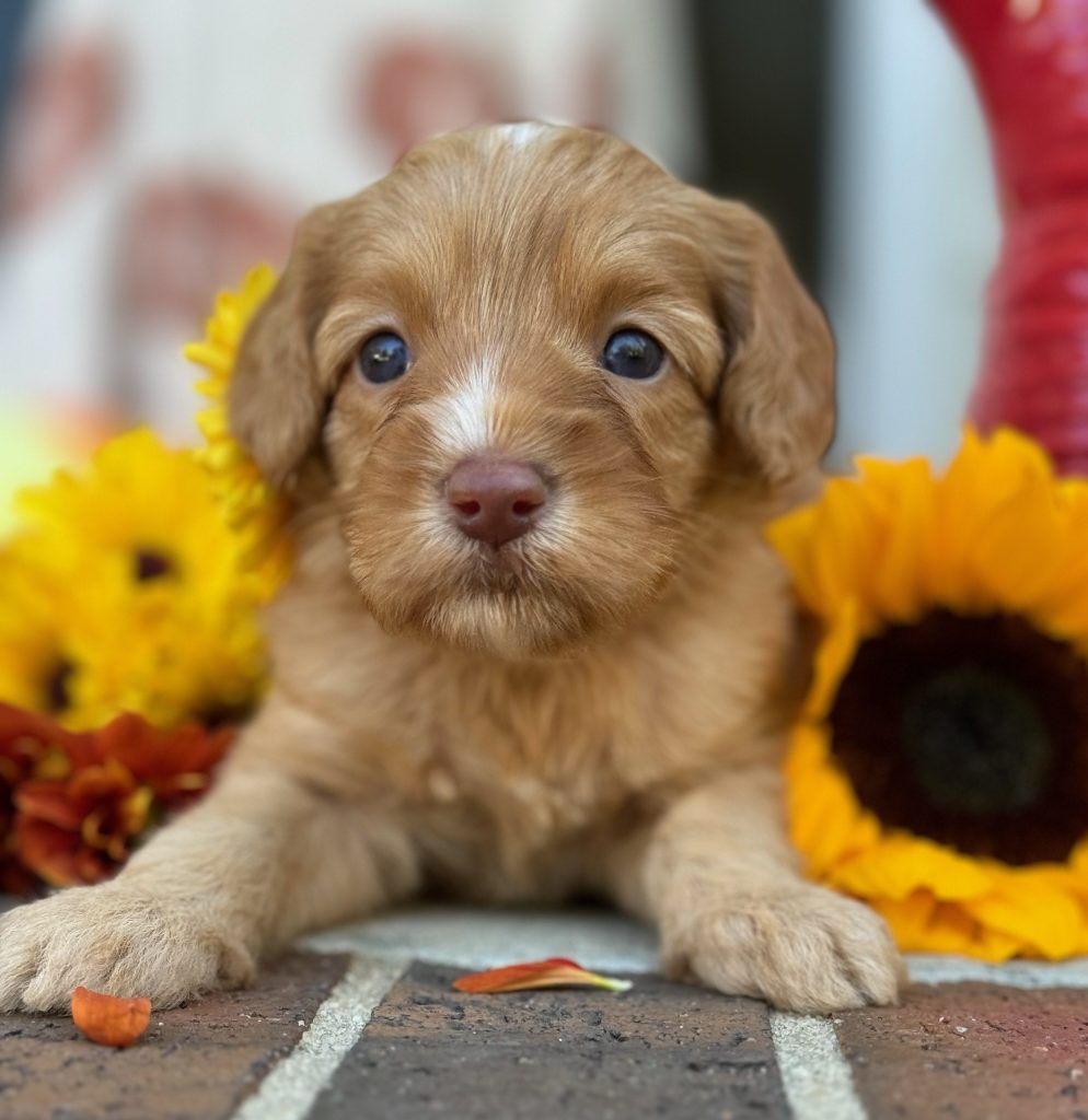Australian Labradoodle Puppies For Adoption | Matthews, NC